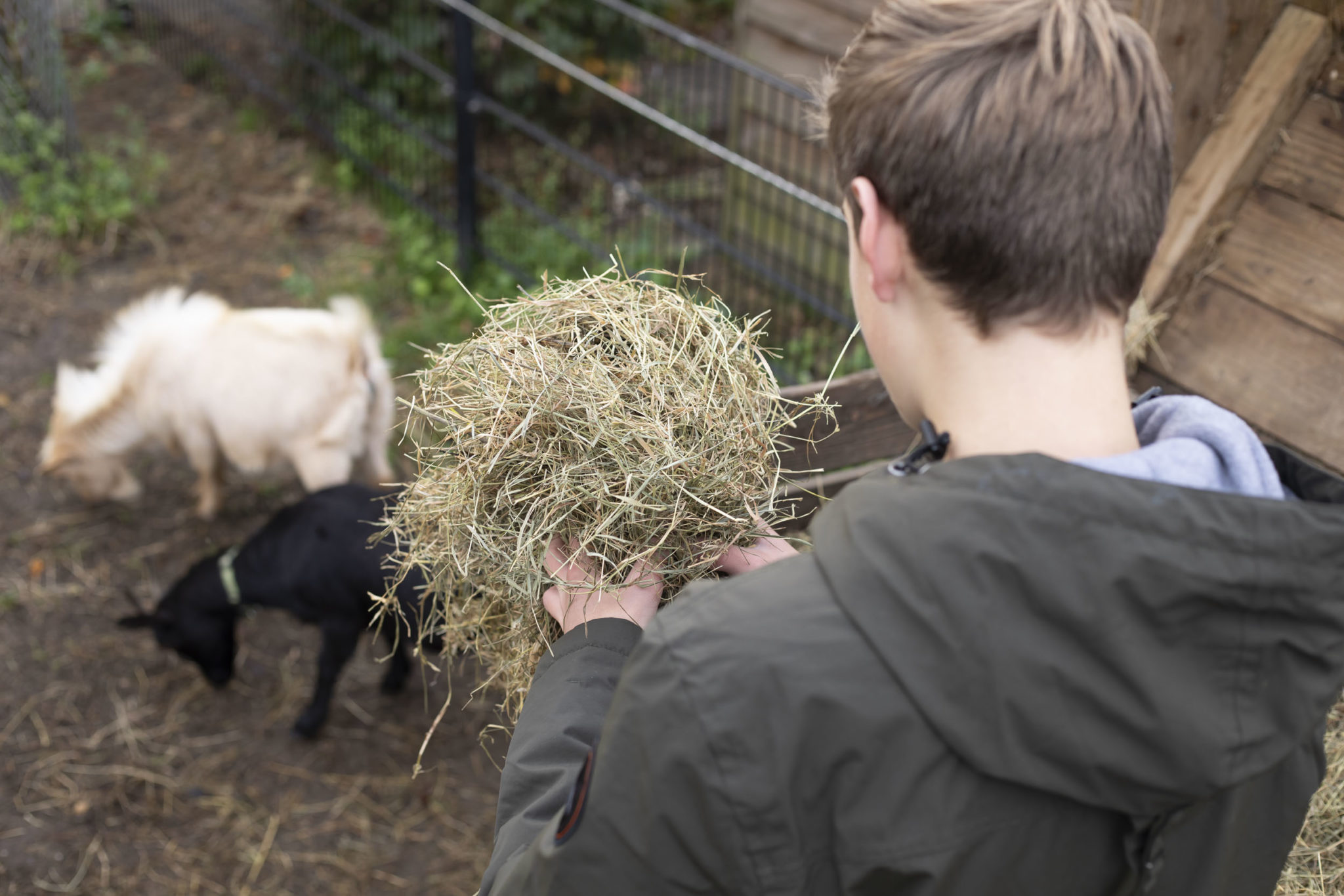 De Baander - School voor praktijkonderwijs | Werken met Dieren